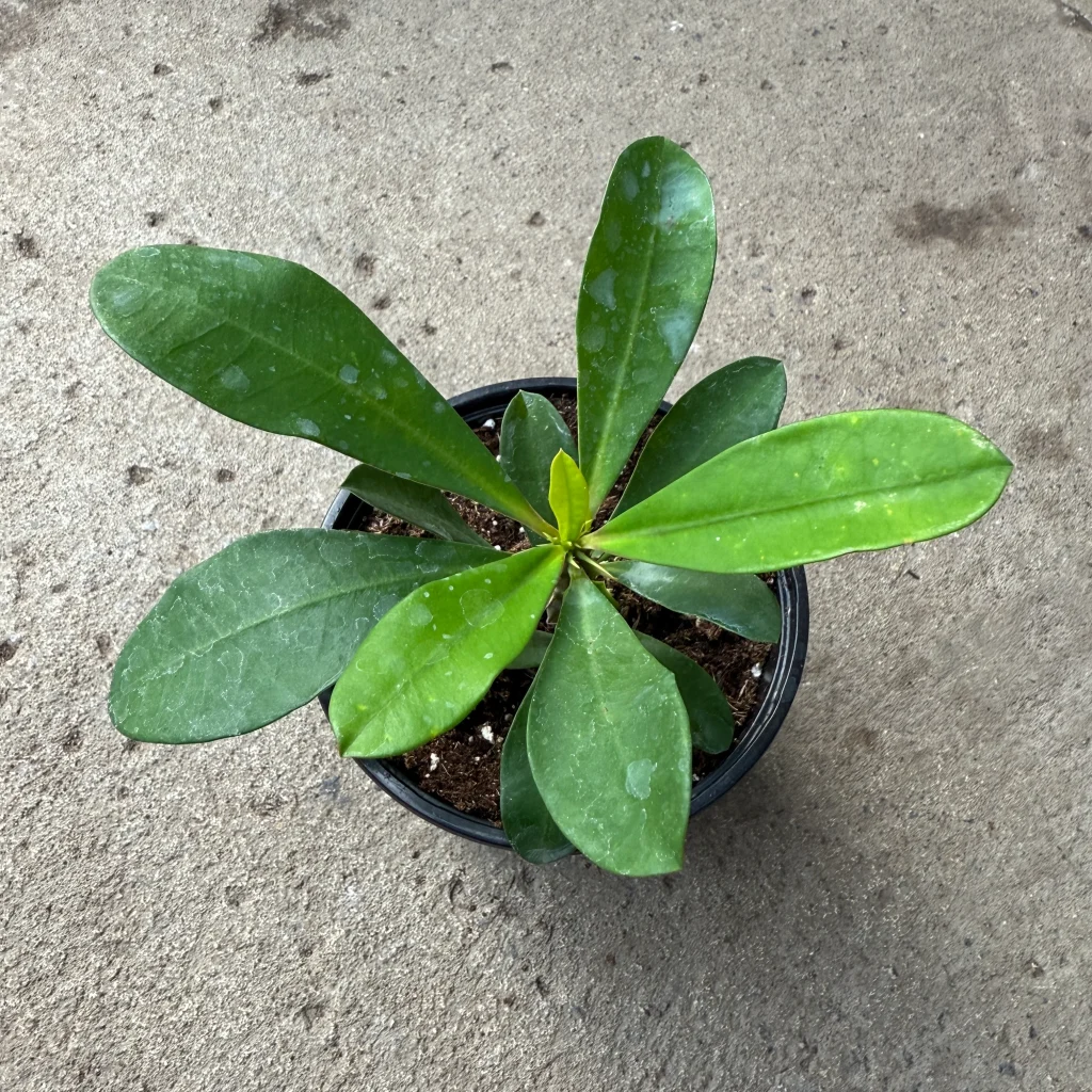 Euphorbia milii 'Dinni' - Magasin global – Décoration, santé, beauté et ...
